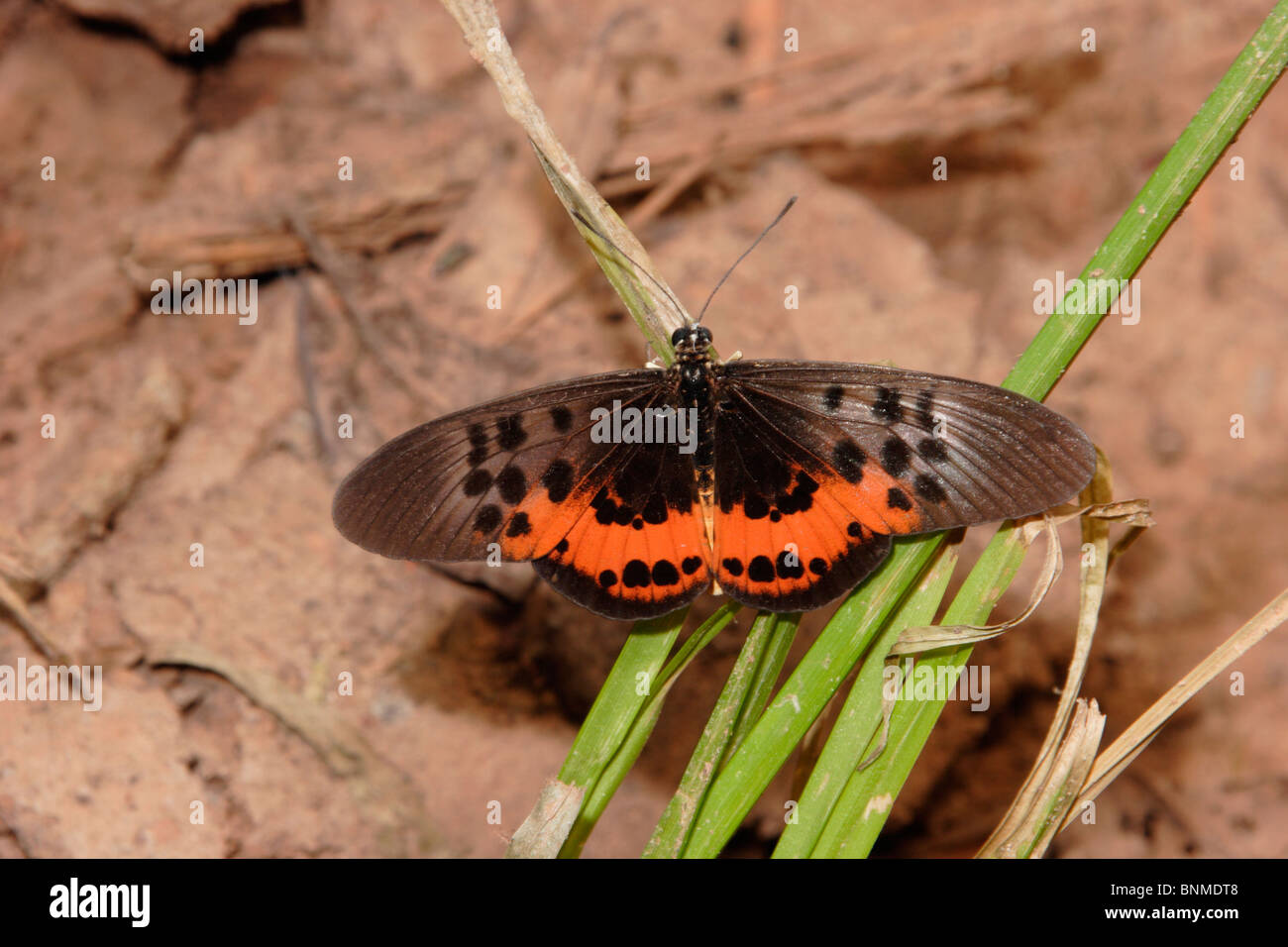 Acraeid hi-res stock photography and images - Alamy