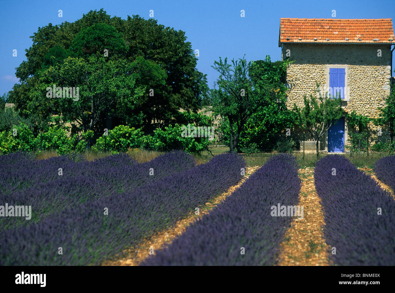 Puimoisson France Provence Alpes-de-Haute-Provence lavender field ...