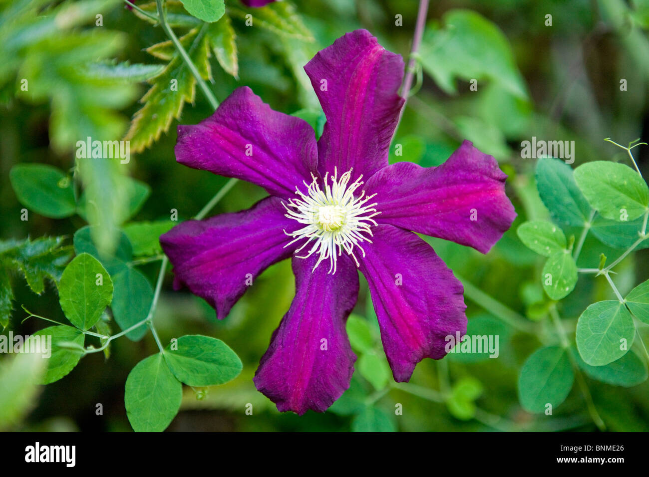 A magenta niobe clematis flower with green leaves Stock Photo - Alamy