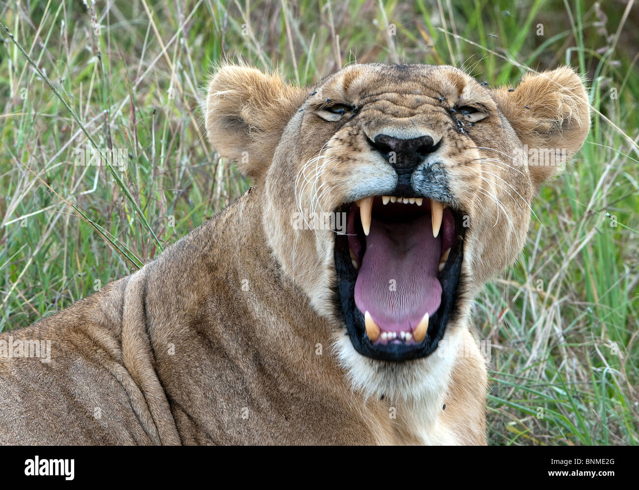 Lioness Snarl