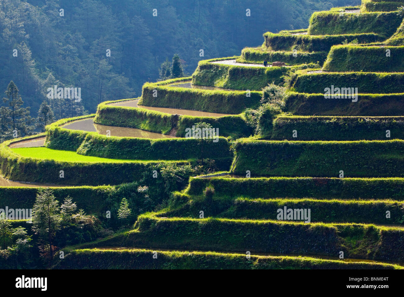 rice field in China Stock Photo - Alamy