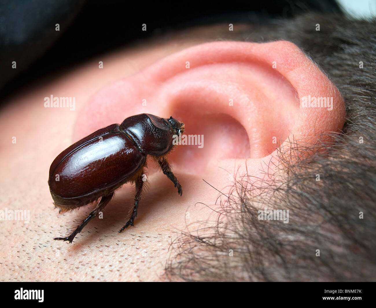 Bugs In Ears Removal