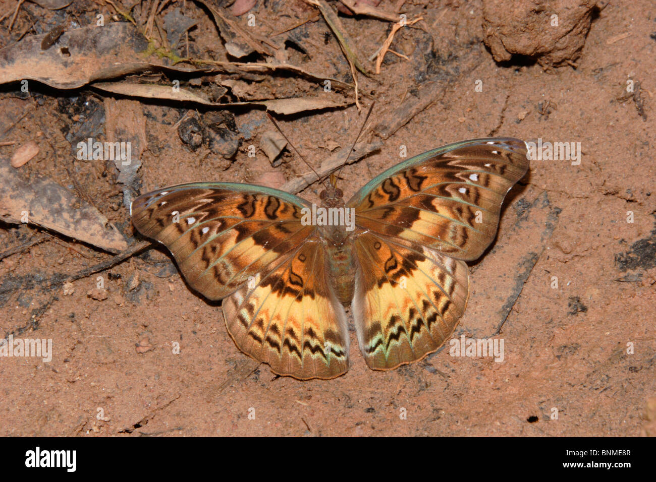 Common commander butterfly (Euryphura chalcis : Nymphalidae) puddling ...