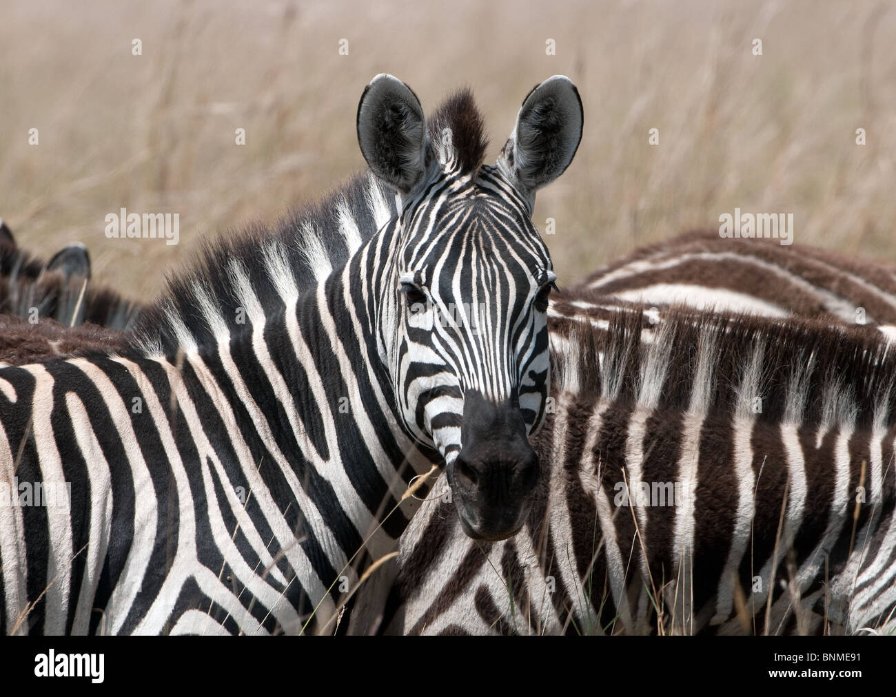Zebra ears hi-res stock photography and images - Alamy