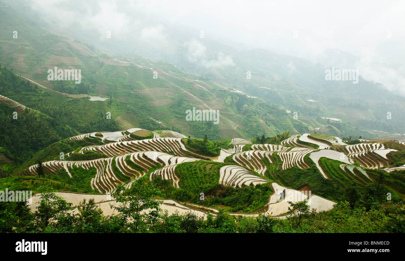Rice field in China Stock Photo - Alamy