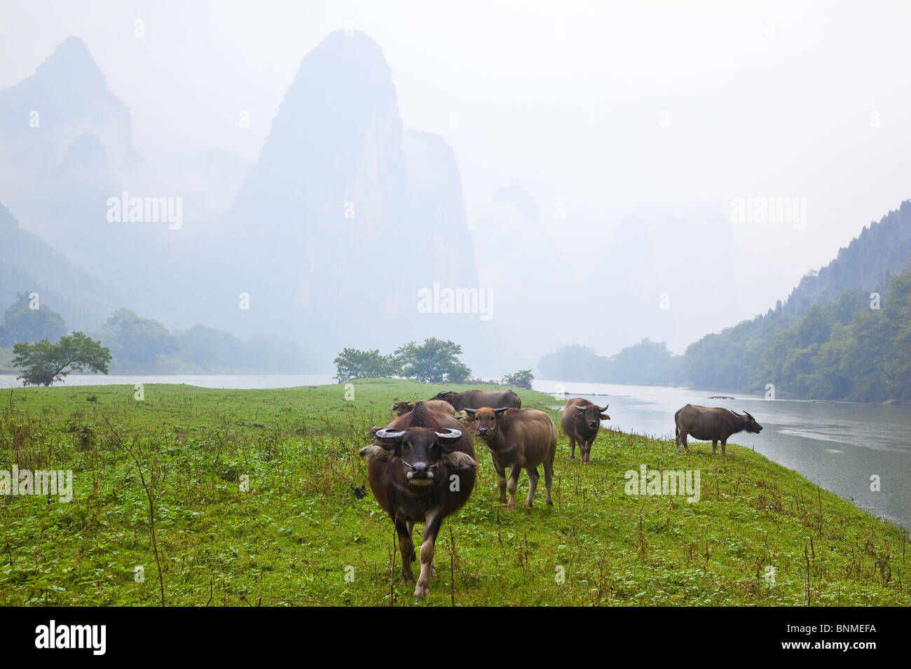 Water buffalo by the Li River in Gulin, China Stock Photo - Alamy