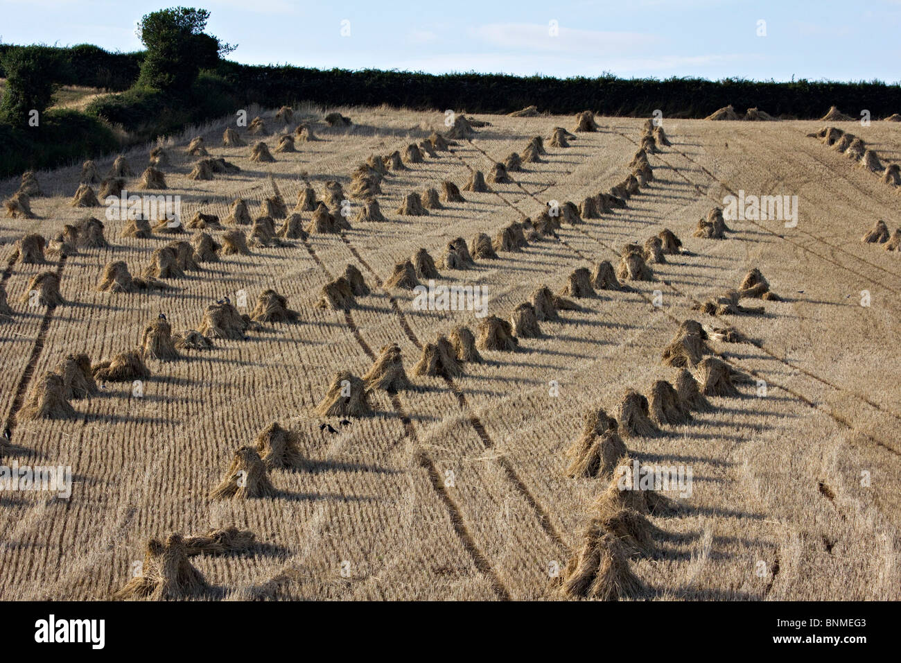 traditional wheat sheaf in field dorset england uk gb Stock Photo - Alamy