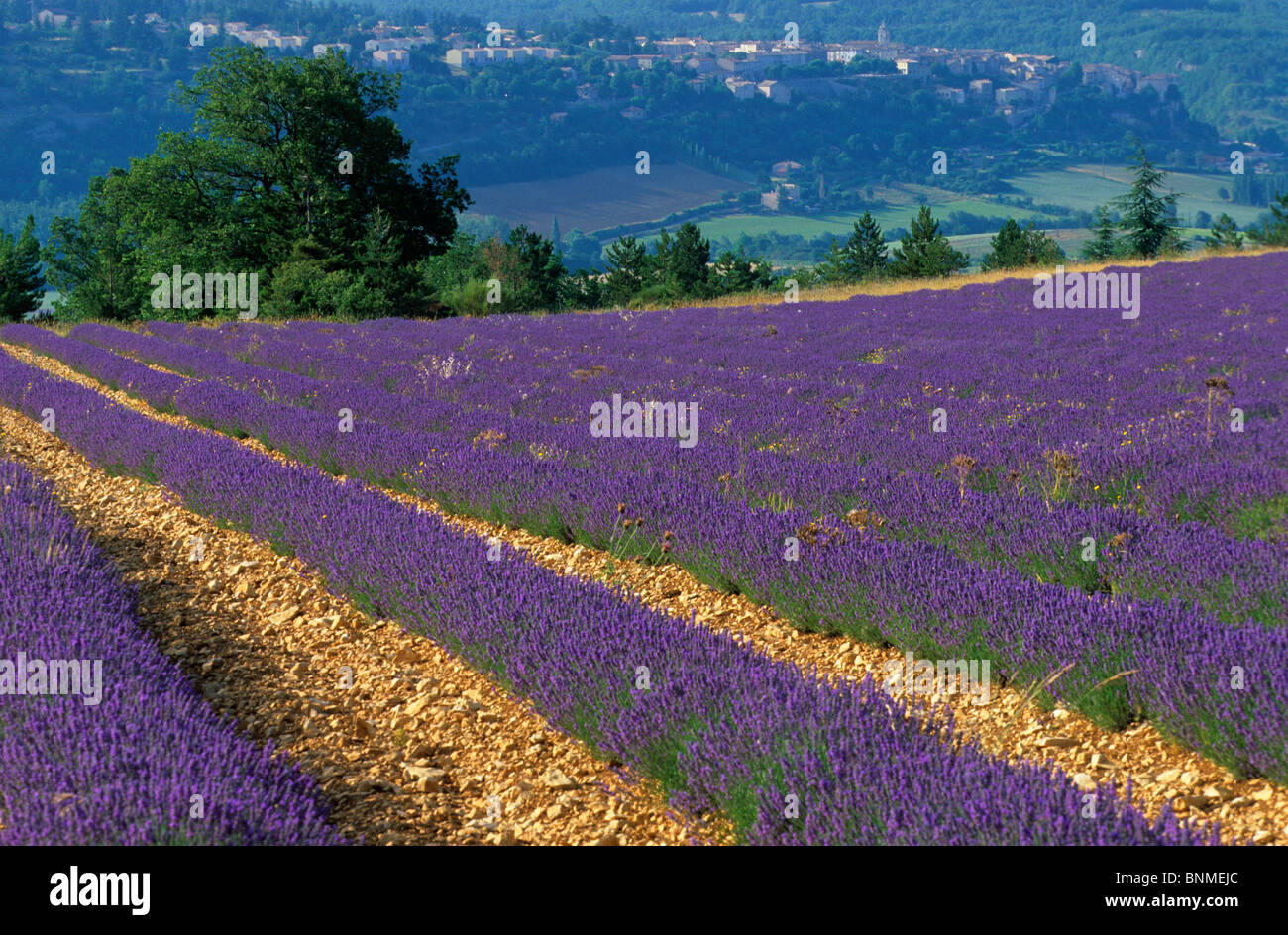 Sault France Provence Vaucluse lavender field lavender trees village ...