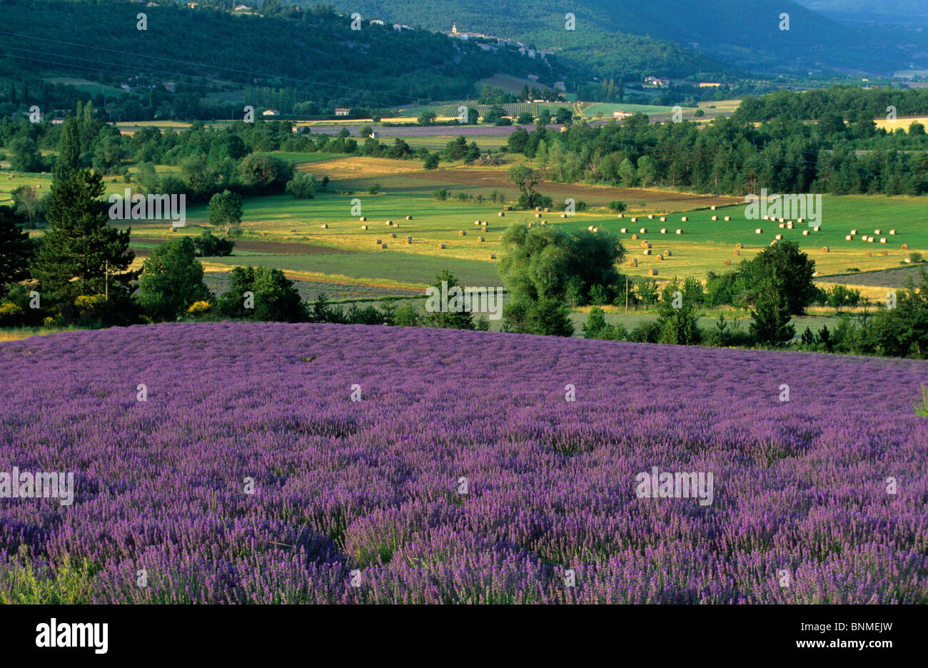 Sault France Provence Vaucluse lavender field lavender trees village ...