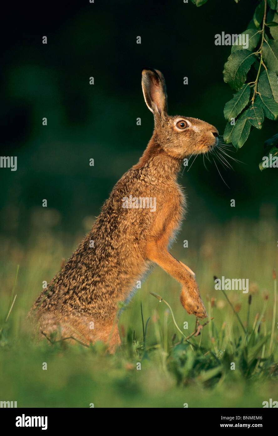 European hare - standing on hind legs / Lepus europaeus Stock Photo - Alamy