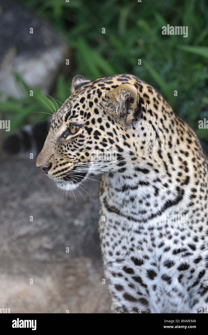 Adult leopard, Panthera pardus, Masai Mara National Reserve, Kenya ...