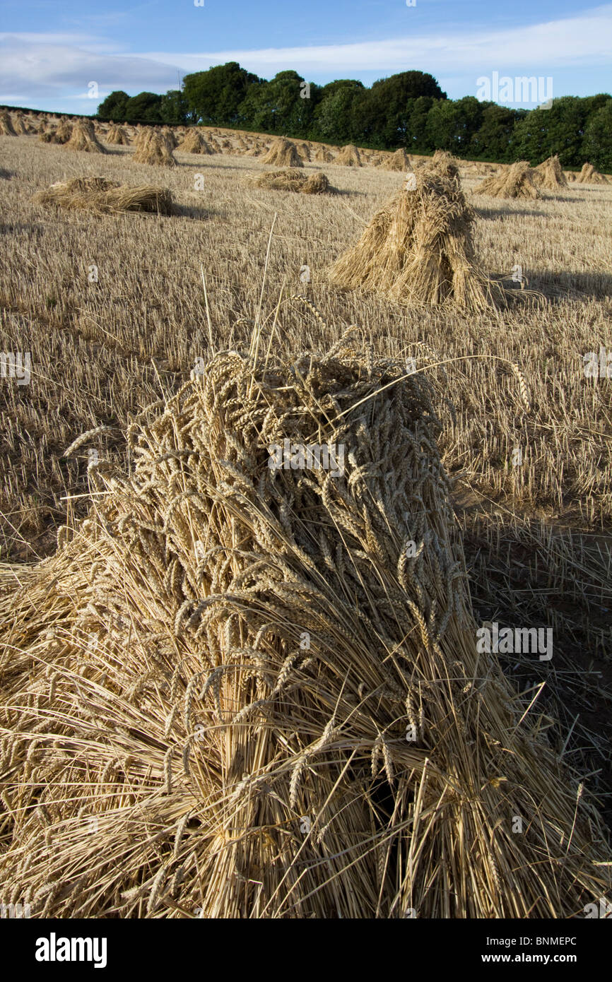 Wheat sheaf field uk hi-res stock photography and images - Alamy