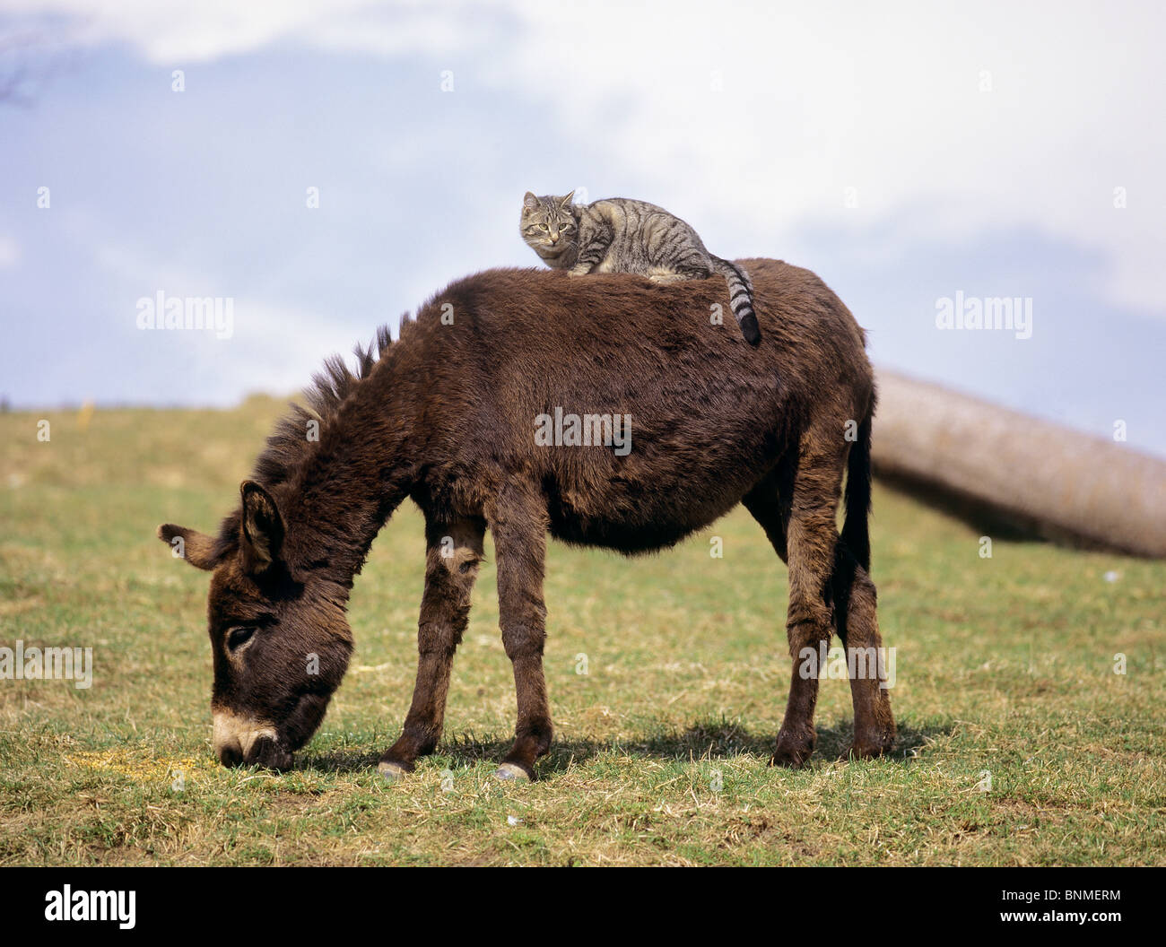 Donkey back hi-res stock photography and images - Alamy