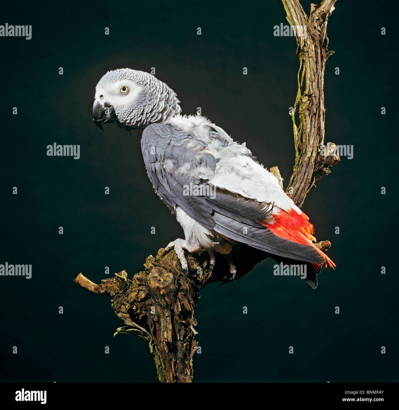African Grey Parrot (Psittacus erithacus) showing signs of feather ...