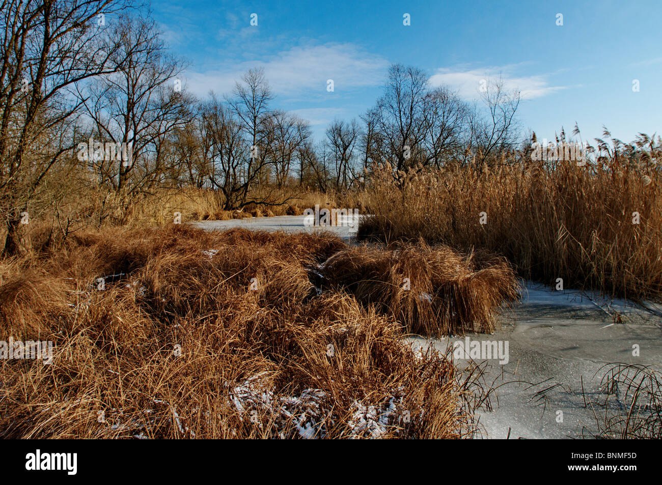 oxbow sedge sedges winter ice frozen nature nature reserve protected ...
