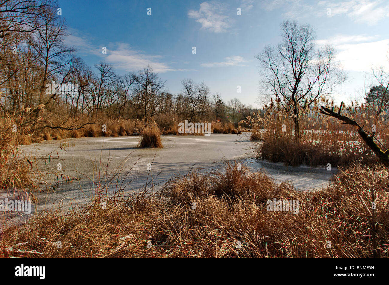 oxbow sedge sedges winter ice frozen nature nature reserve protected ...