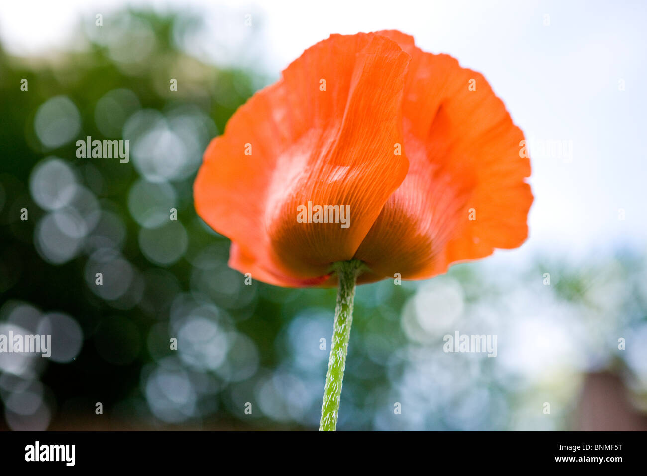 An orange oriental poppy flower Stock Photo - Alamy