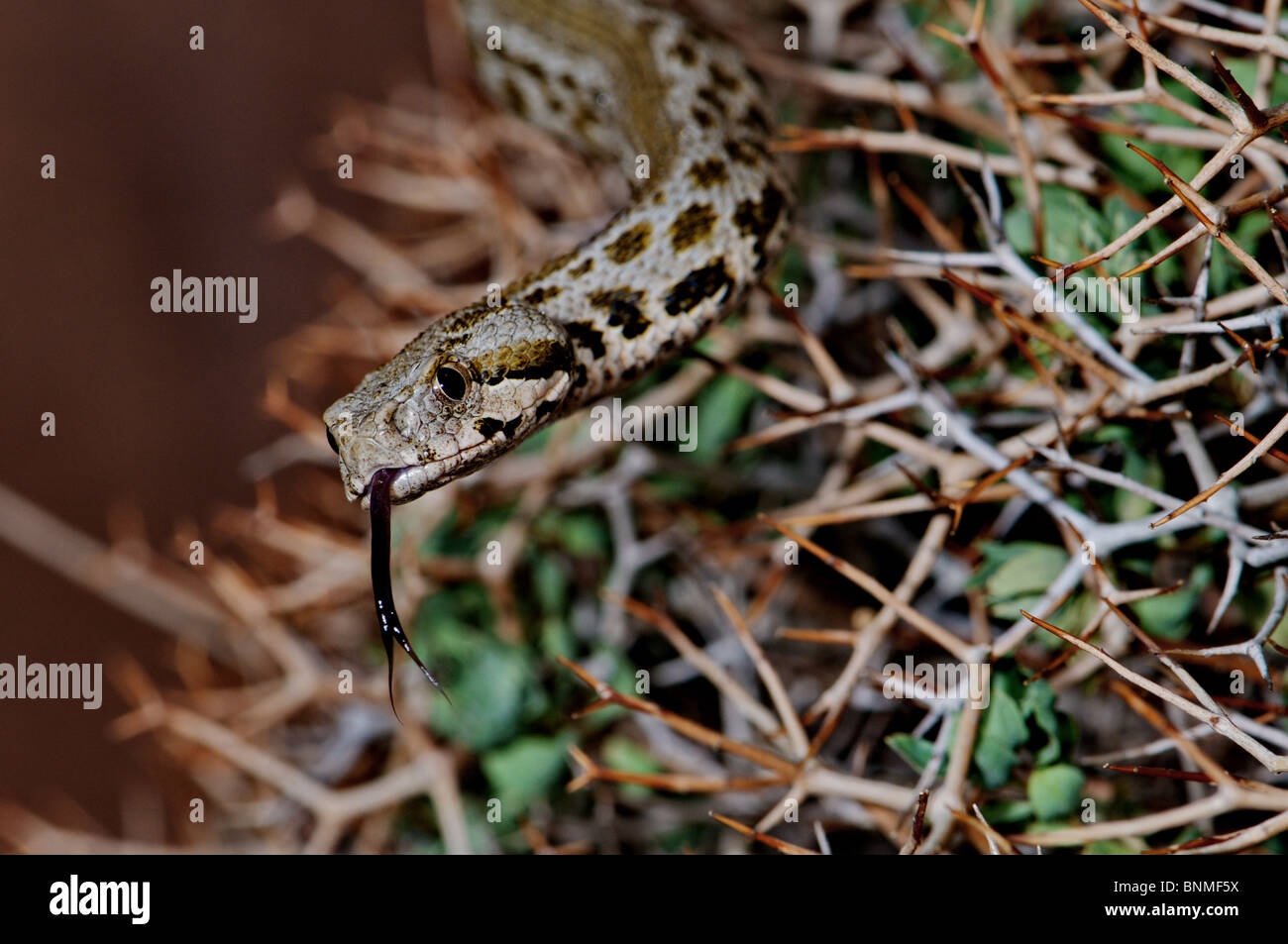 Viper vipers adder adders mountain adder Wagner's mountain adder ...