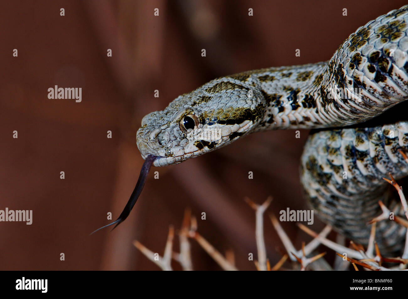 Viper vipers adder adders mountain adder Wagner's mountain adder ...