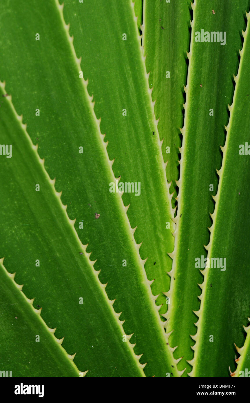 screwpine pandan pandanus tectorius spine spines palm tree tree trees foilage green plant plants ...