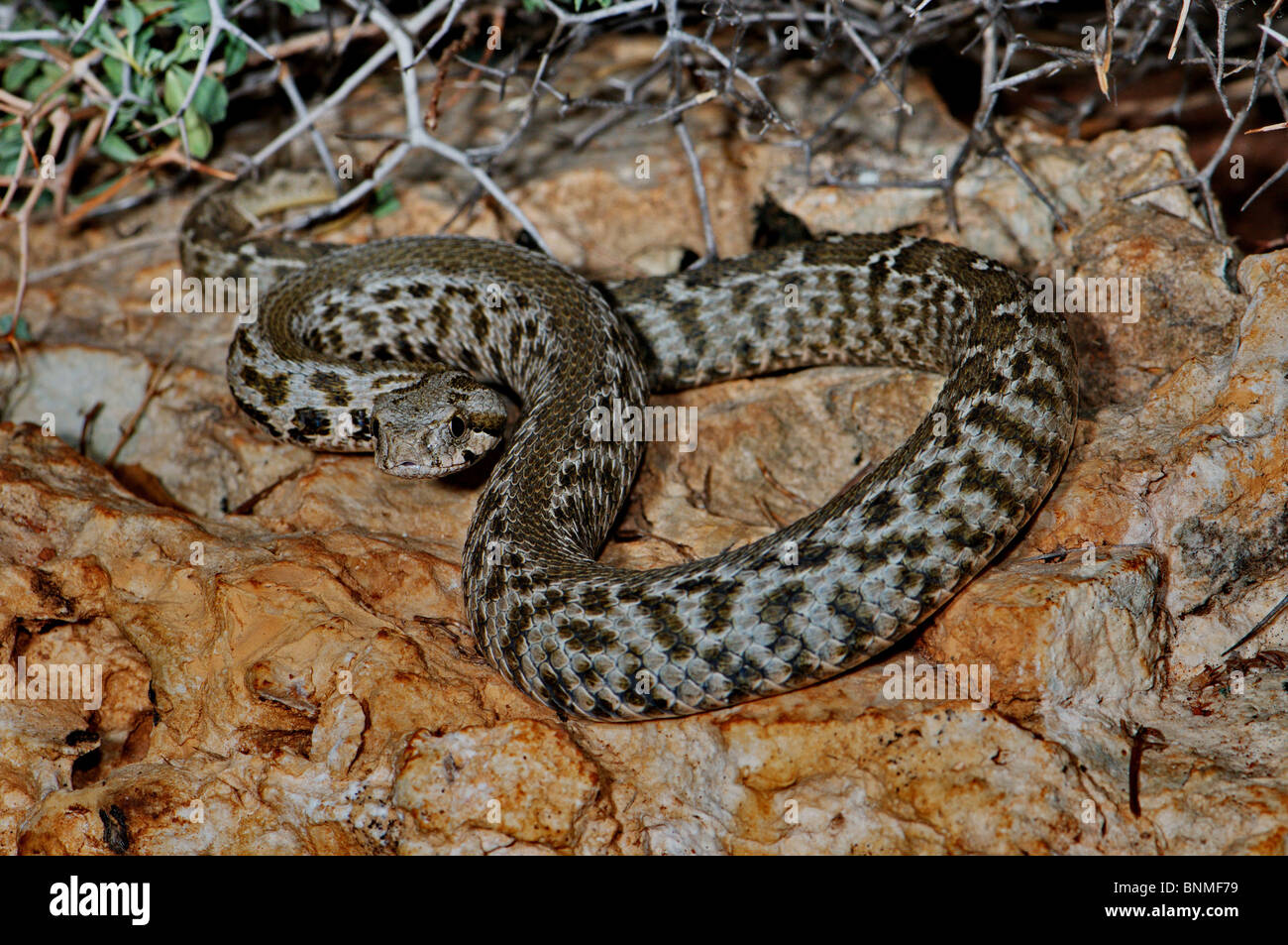 Viper vipers adder adders mountain adder Wagner's mountain adder ...