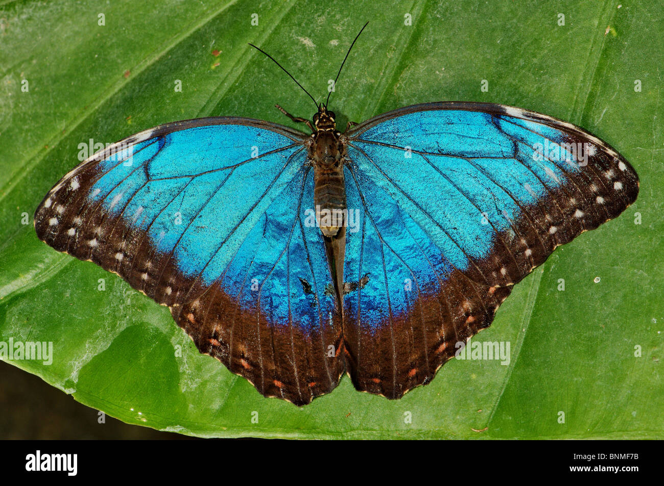 morpho blue Morpho Morpho peleides butterfly butterflies insect insects tropical tropics blue ...
