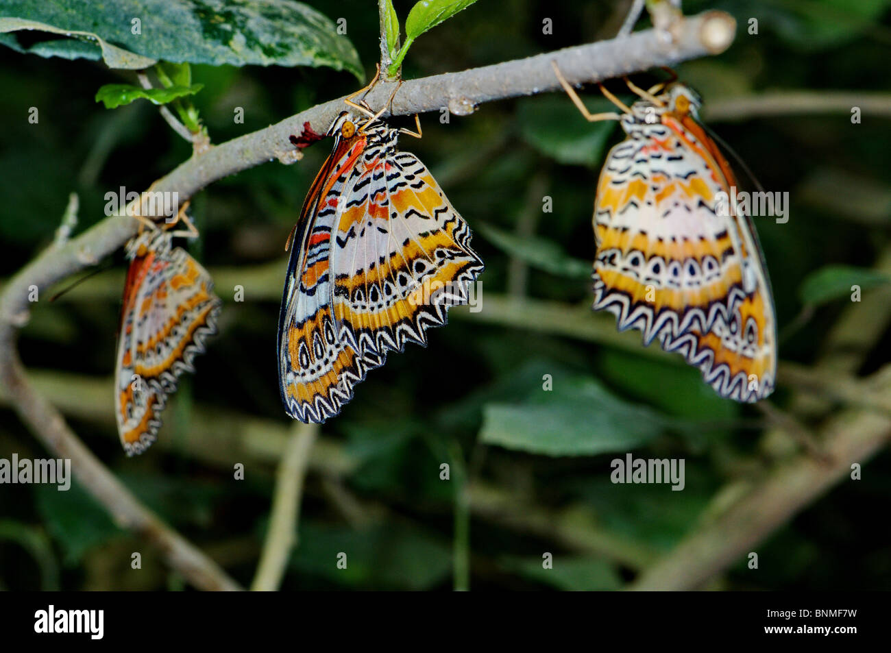 leopard lacewing Cethosia cyane butterfly butterflies insect insects ...