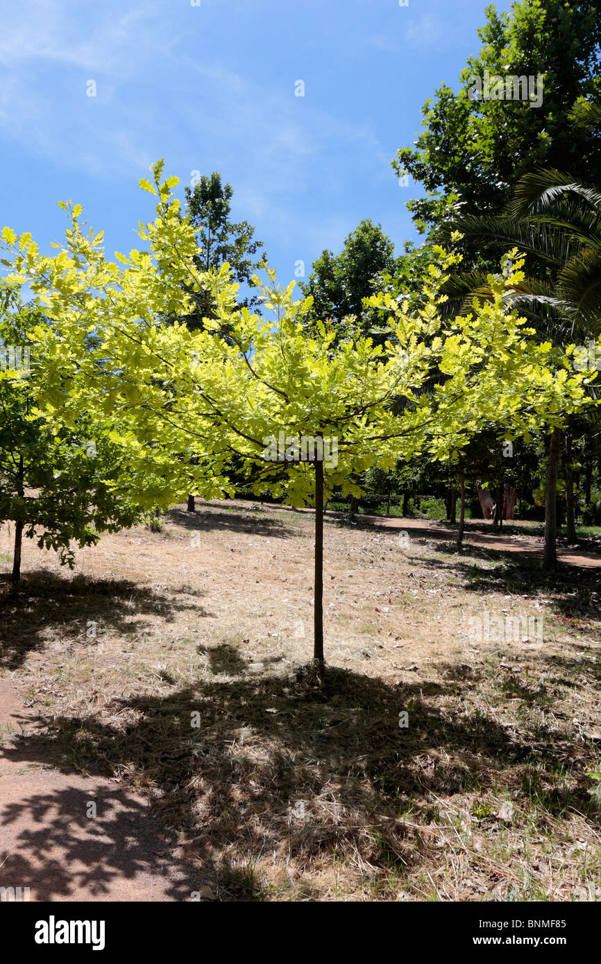 Oak tree sapling hi-res stock photography and images - Alamy