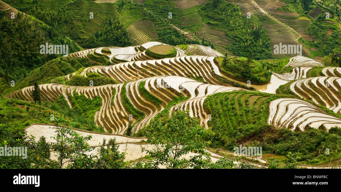 Rice field in Yuanyang, China Stock Photo - Alamy