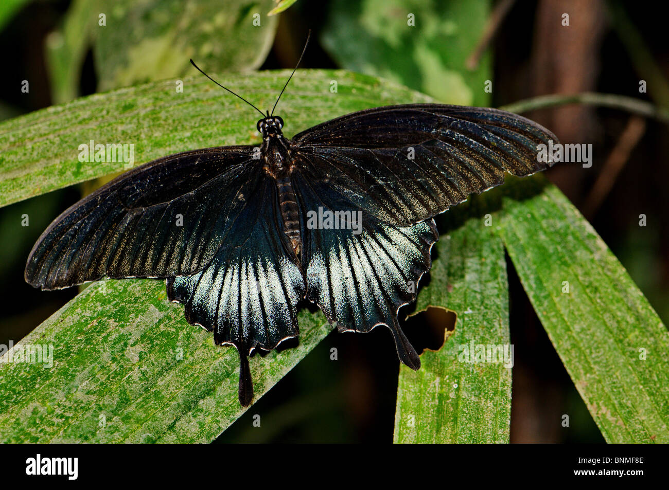 scarlet swallowtail Papilio rumanzovia butterfly butterflies insect ...