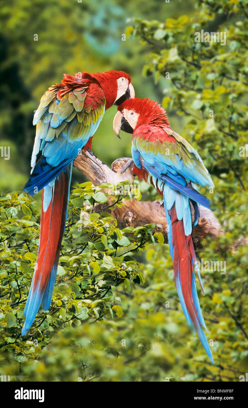 two Red-and-green Macaws in a tree / Ara chloroptera Stock Photo - Alamy