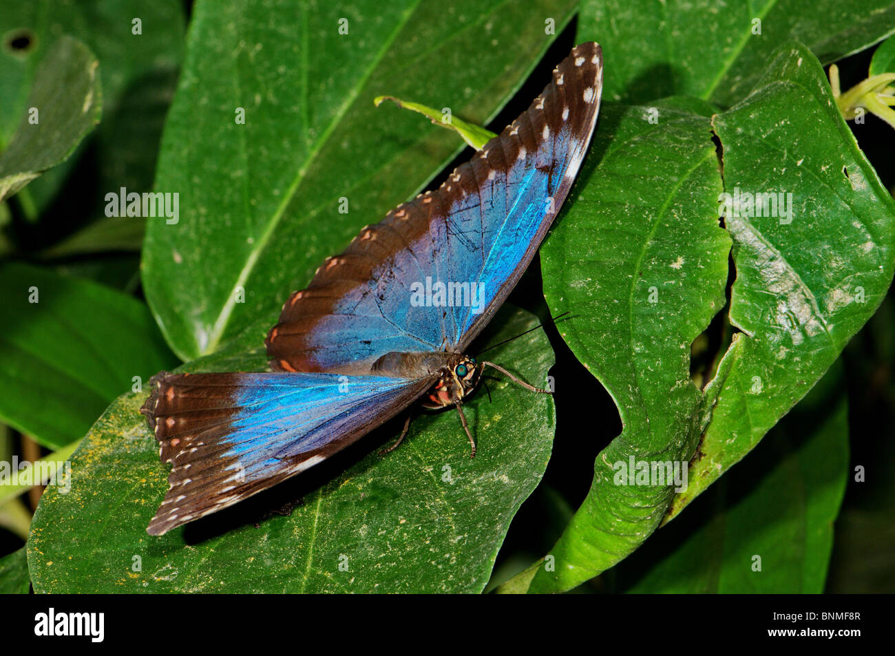 morpho blue Morpho Morpho peleides butterfly butterflies insect insects ...