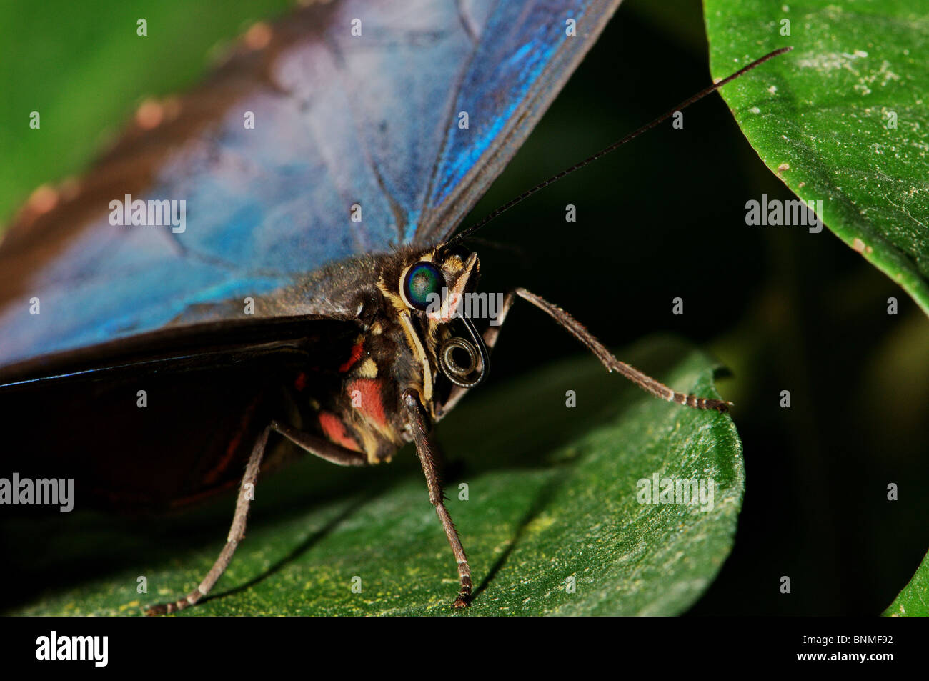 morpho blue Morpho Morpho peleides butterfly butterflies insect insects ...