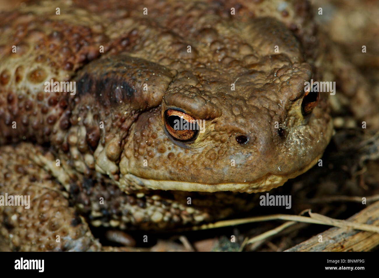toad toads common toad Bufo bufo Amphibian Amphibians portrait ...