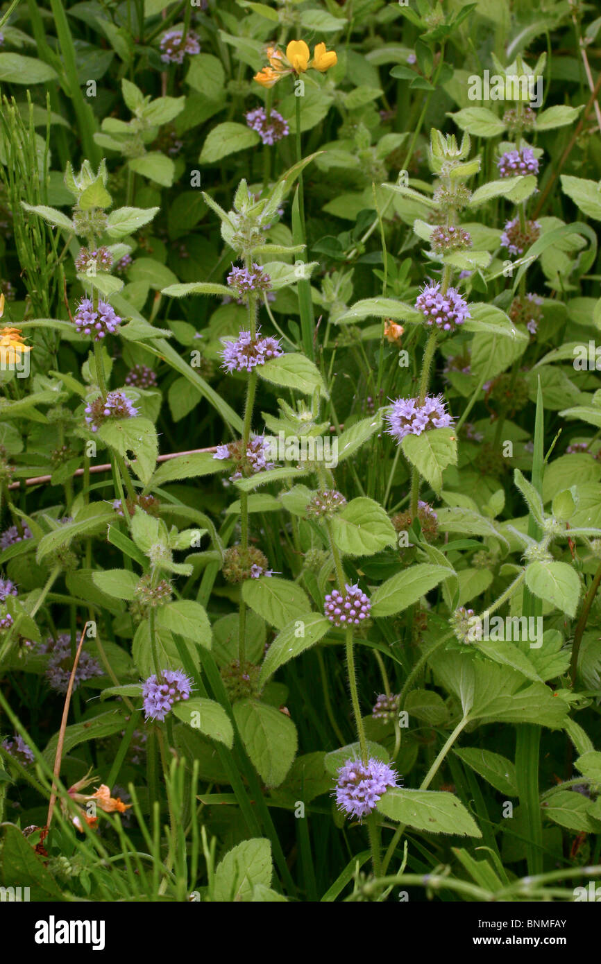 Corn mint (Mentha arvensis : Lamiaceae), UK Stock Photo - Alamy