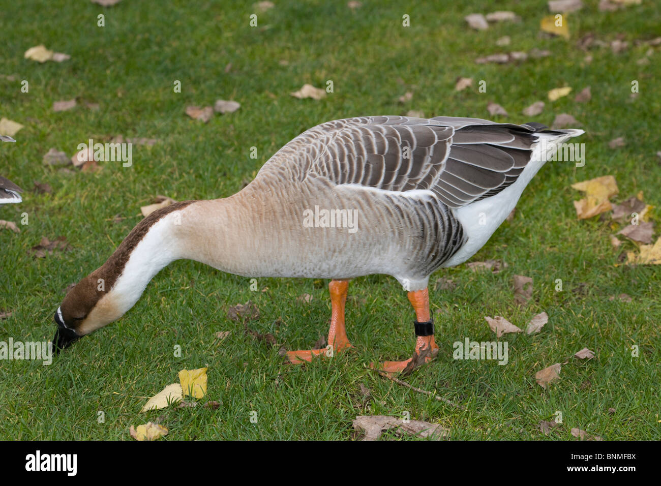 Wild goose portrait wild goose portrait close-up Anser cygnoides goose ...