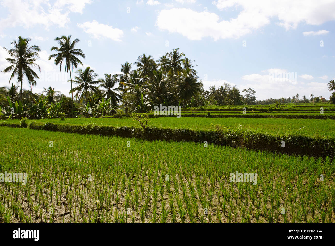 Bali Indonesia growing of rice rice terraces Indonesia Bali Ubud ...