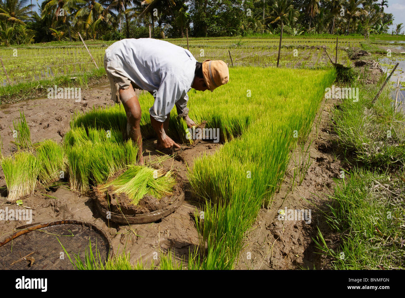 Bali Indonesia growing of rice rice terraces Indonesia Bali Ubud ...