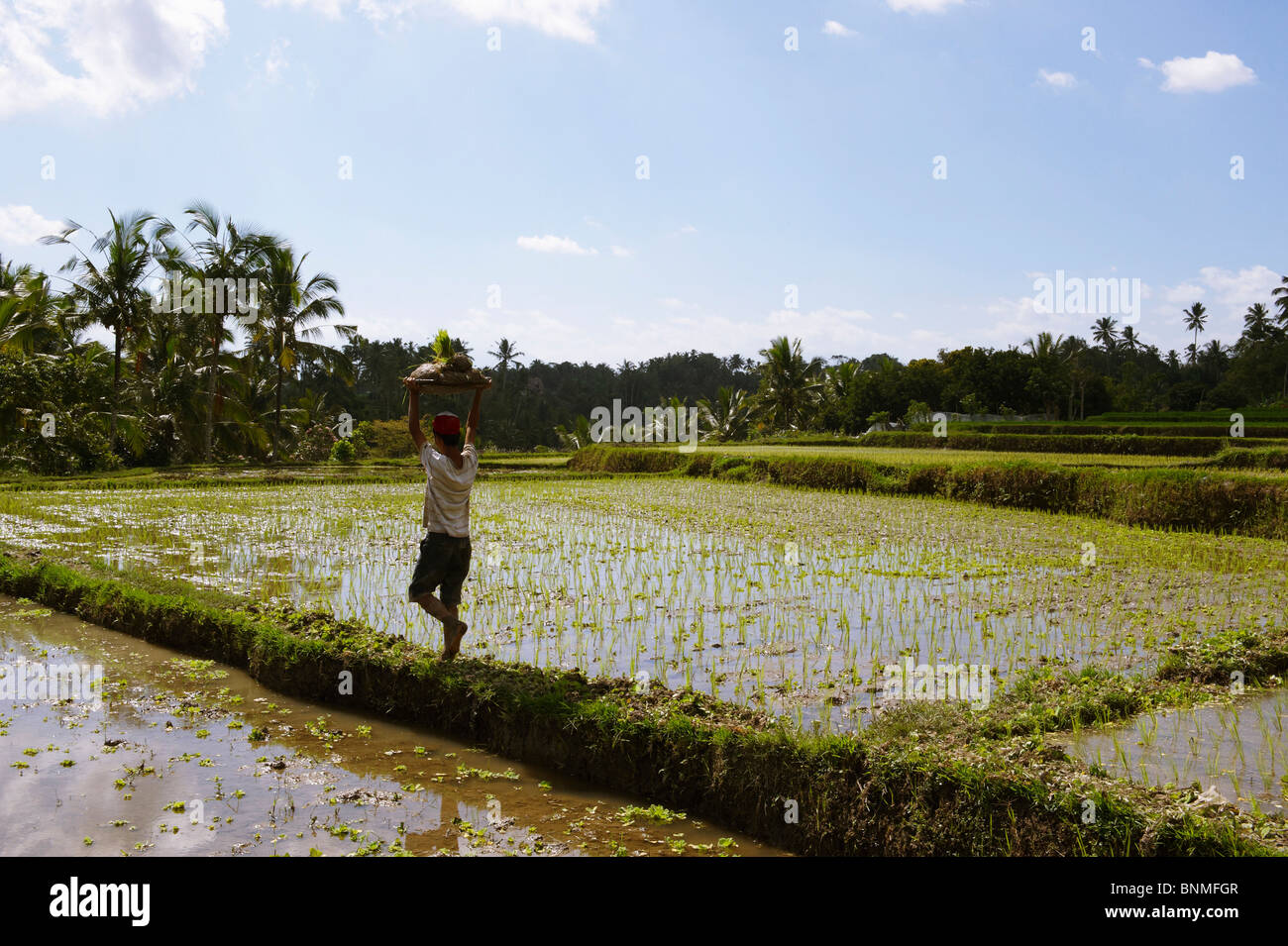Bali Indonesia growing of rice rice terraces Indonesia Bali Ubud ...