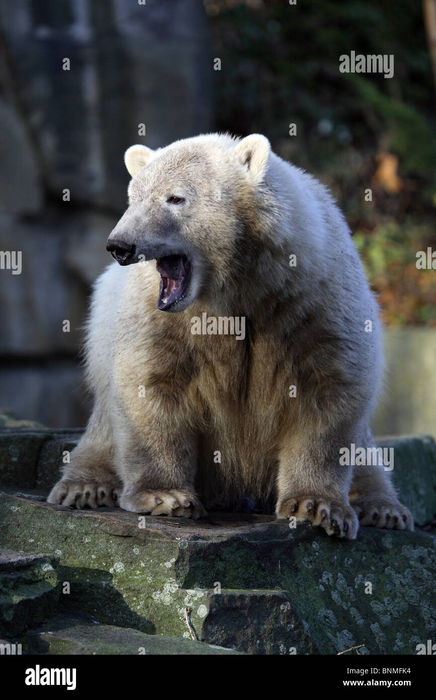 The polar bear Knut, Berlin, Germany Stock Photo - Alamy