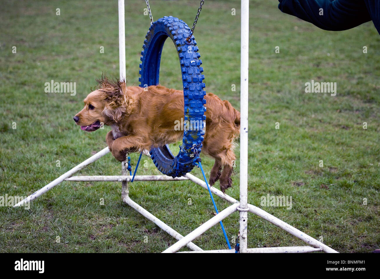 English Cocker Spaniel Cocker Spaniel Hunting dog agility playing ...