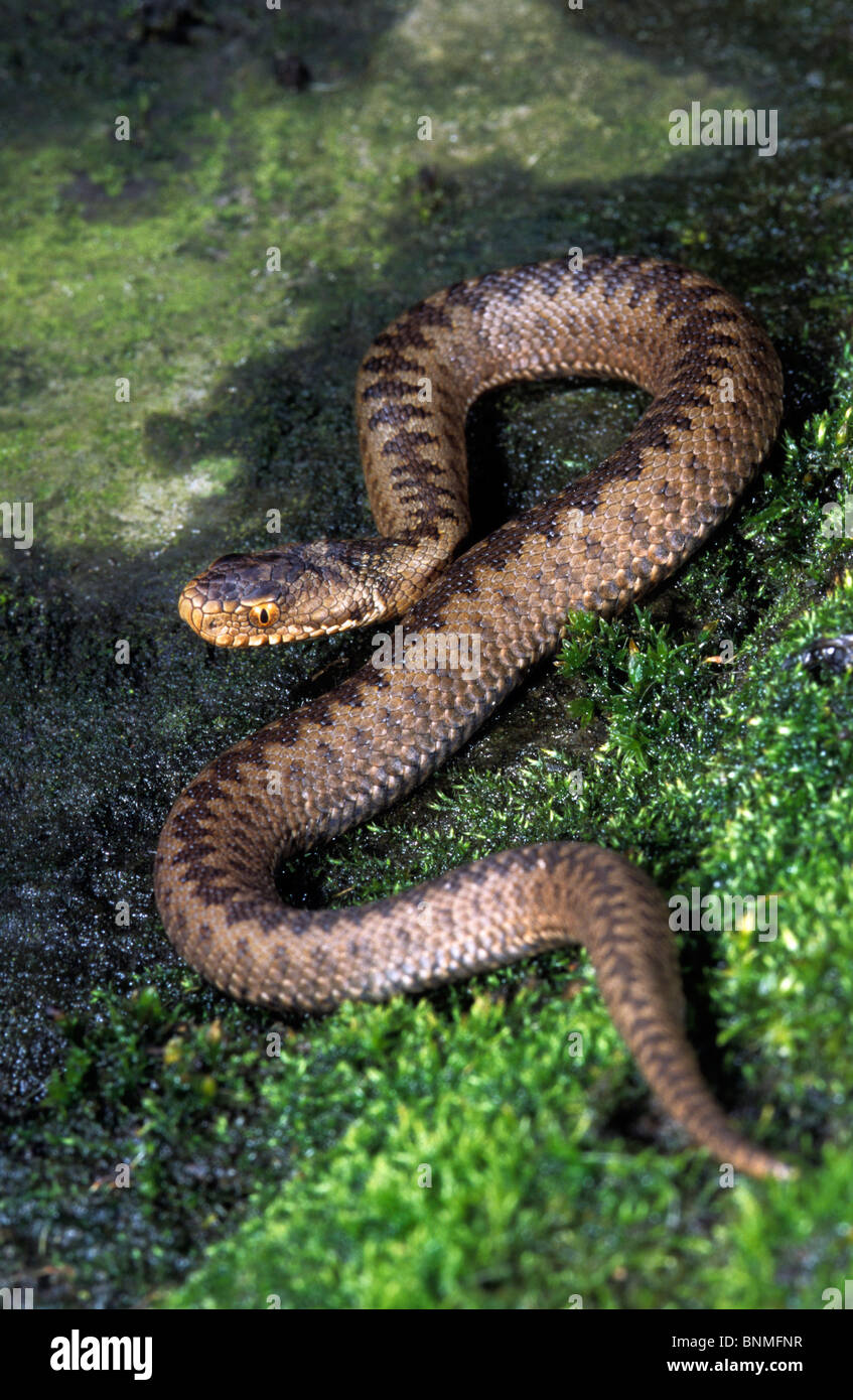 viper snake danger poison toxin Stock Photo - Alamy