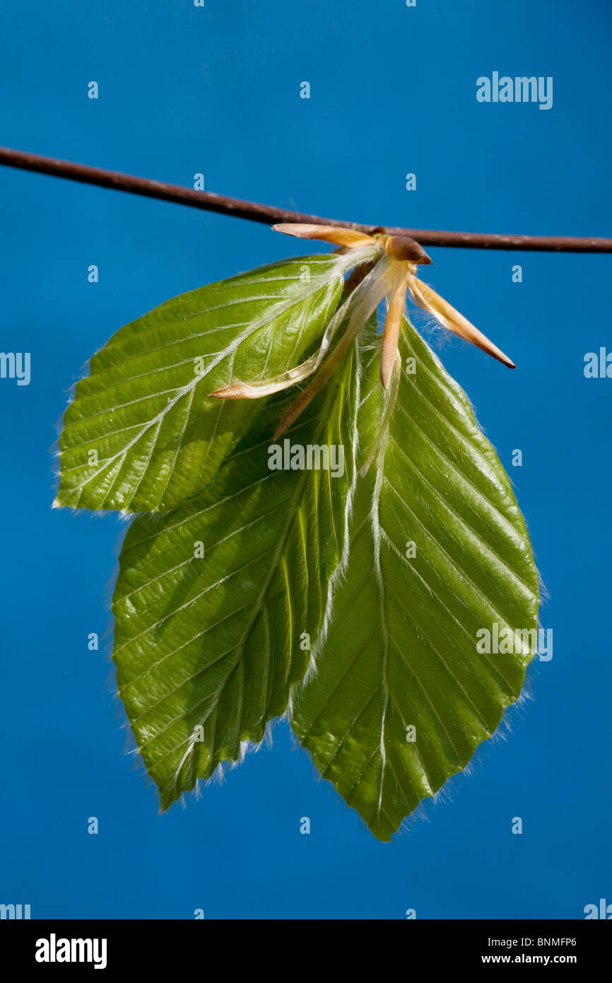 beech leaf close sky blue sky spring branch tree colour Stock Photo - Alamy