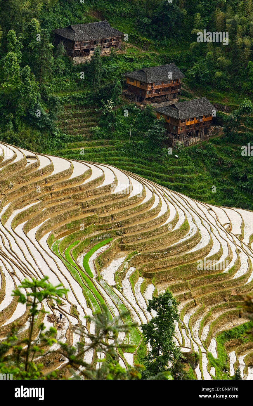 rice field and village in China Stock Photo - Alamy