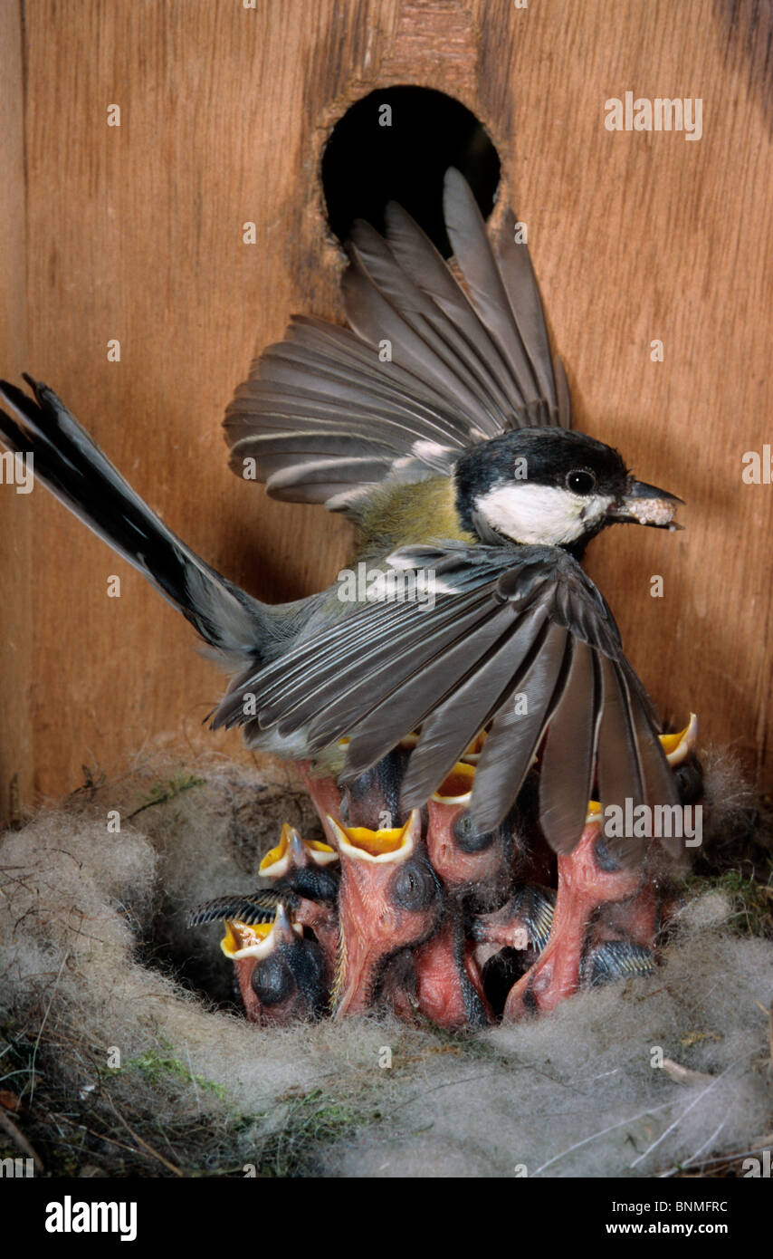 great tit bird nest breed chicks food feeding inside nest breeding eggs ...