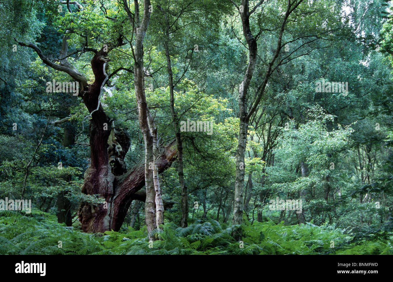 Sherwood forest robin hood hi-res stock photography and images - Alamy