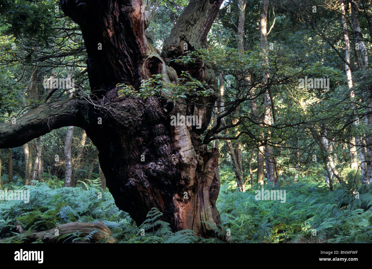 Sherwood forest robin hood hi-res stock photography and images - Alamy