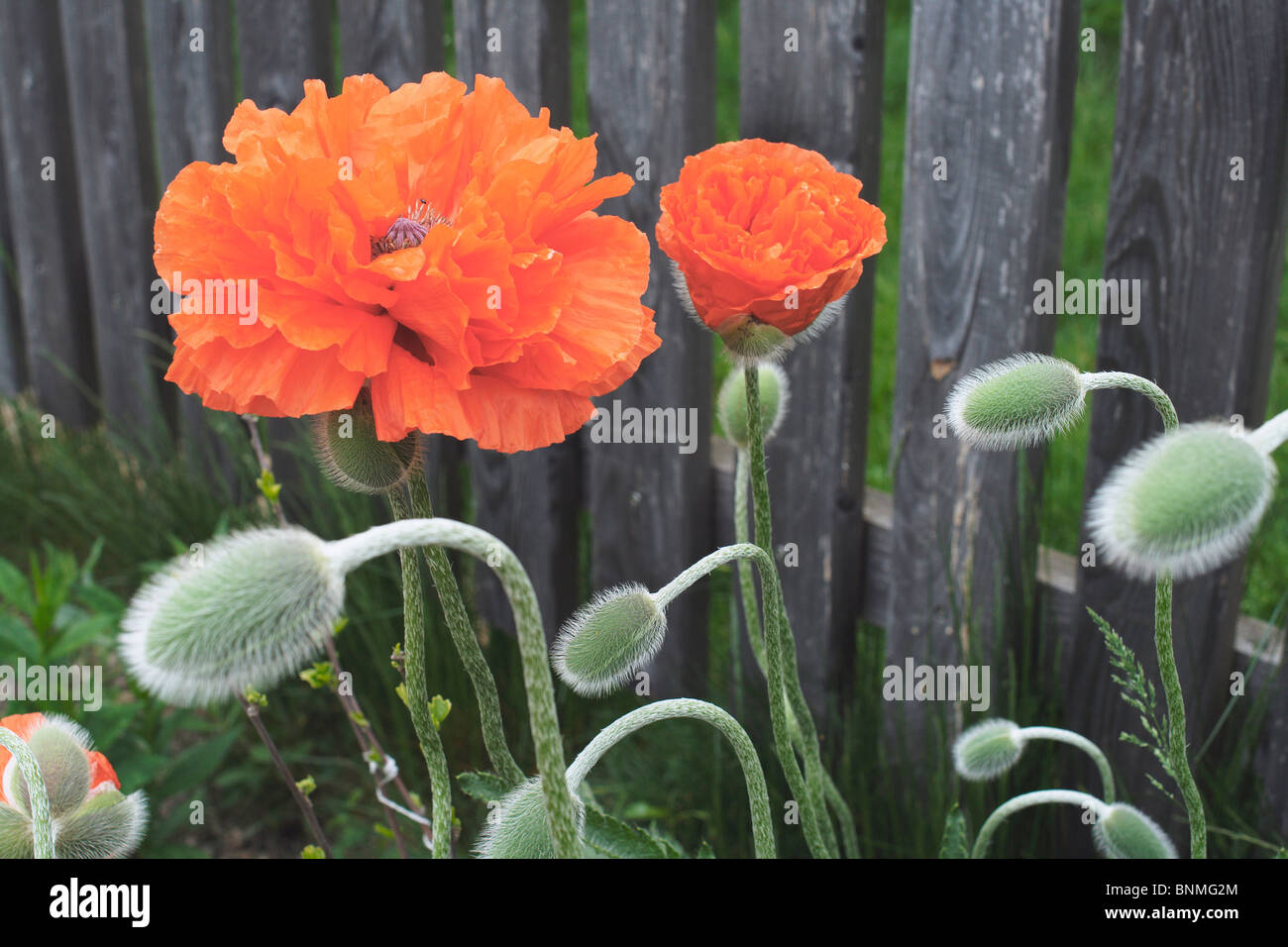 Bavaria Germany bursts farm garden grows hairs there blossom flower ...