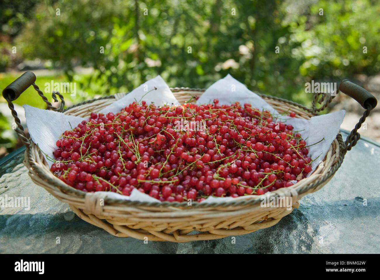 A bowl of freshly picked red currents Stock Photo - Alamy