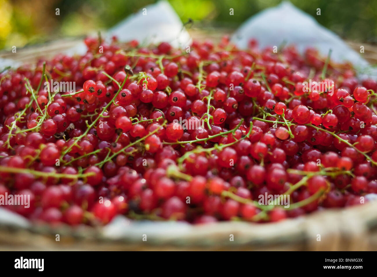 Red currents hi-res stock photography and images - Alamy